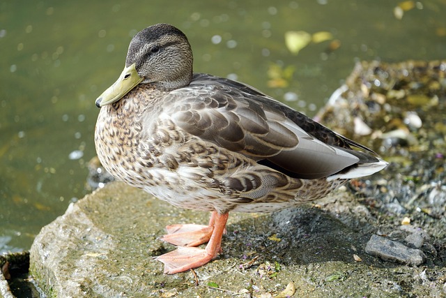 Pato Lago Animal - Foto gratis en Pixabay - Pixabay