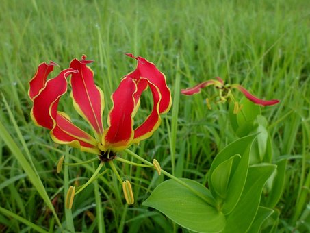 20+ Free Flame Lily & Flower Images - Pixabay