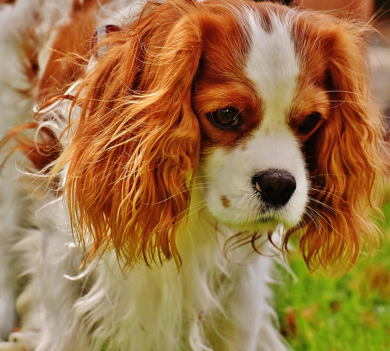 Perro Cavalier King Charles - Foto gratis en Pixabay - Pixabay