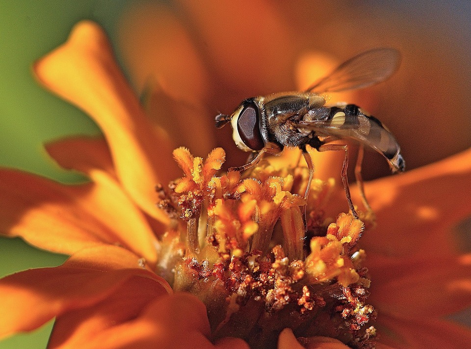 Insecto Flor Insectos - Foto gratis en Pixabay - Pixabay