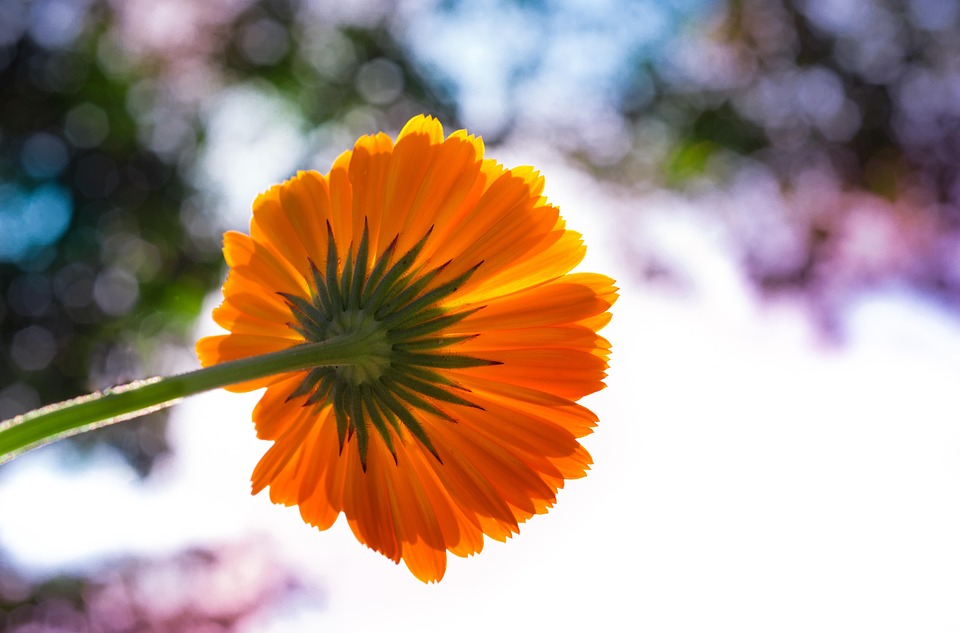 Caléndula Flor Vistoso - Foto gratis en Pixabay