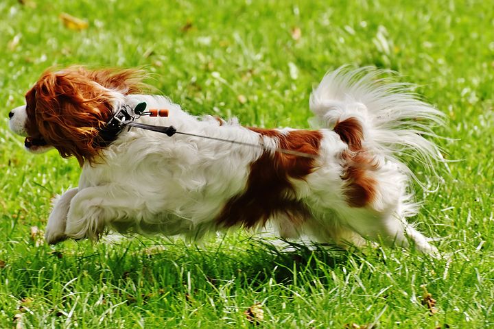 100+ Free Cavalier & Dog Images - Pixabay