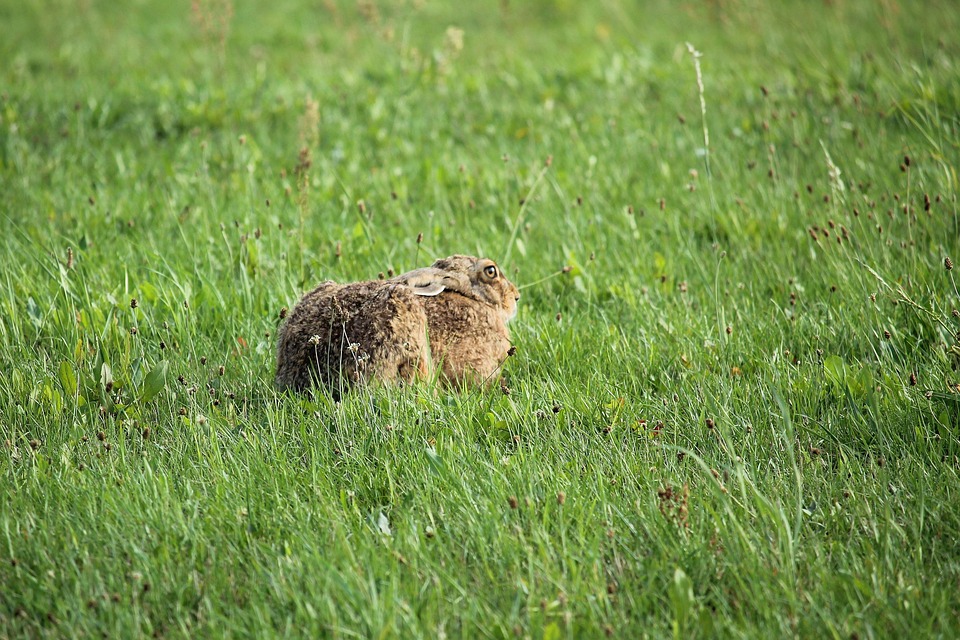 Kostenloses Foto: Hase, Feldhase, Wiese, Natur - Kostenloses Bild auf ...