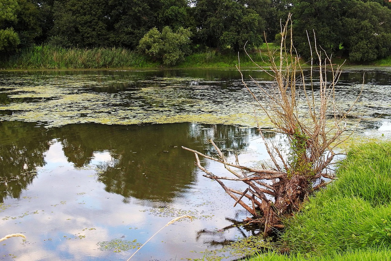 Landschaft Baumwurzel Wurzel - Kostenloses Foto auf Pixabay