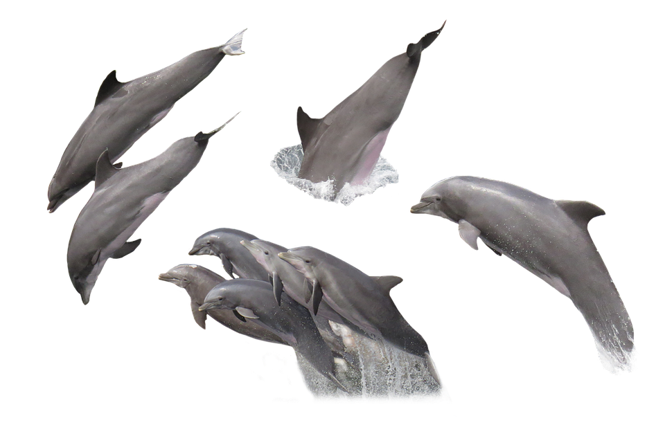 Delfine Delphine Flipper - Kostenloses Foto auf Pixabay - Pixabay