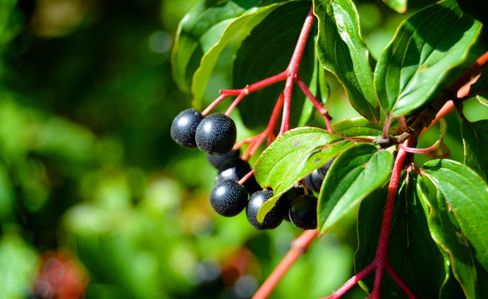 Wildbeere Hecke Wildwuchs - Kostenloses Foto auf Pixabay