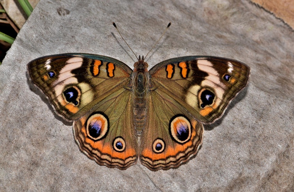 Butterfly Common Buckeye Insect - Free photo on Pixabay - Pixabay