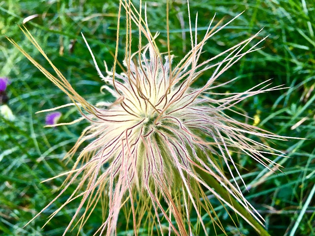 Bunga Halaman Rumput Makro - Foto gratis di Pixabay - Pixabay