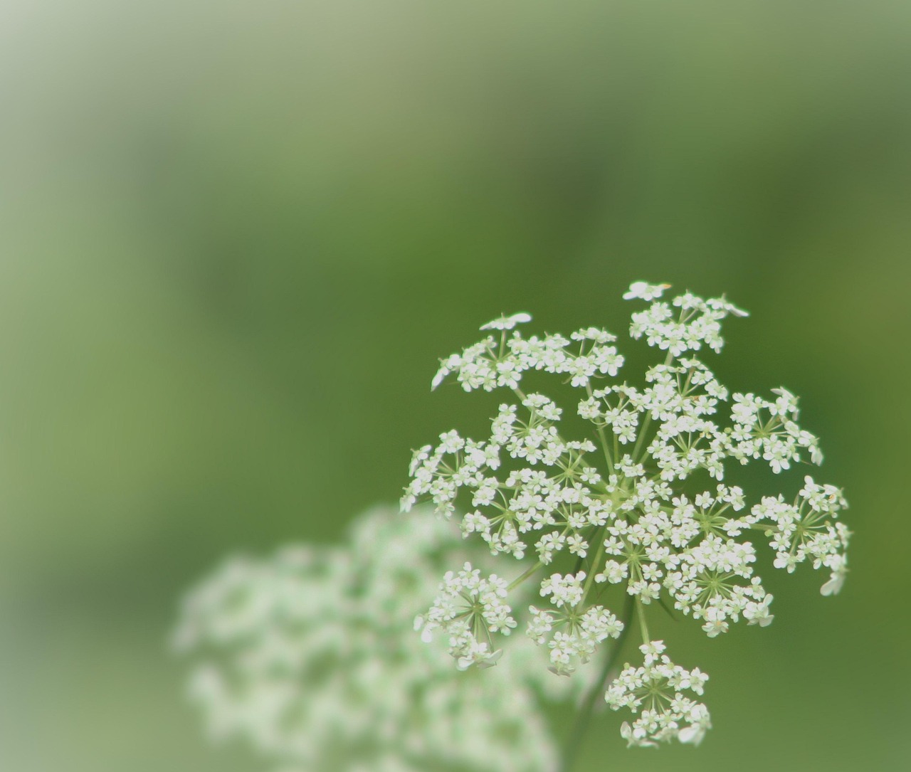 Dentelle Reine Anne Vert Fleur - Photo gratuite sur Pixabay - Pixabay