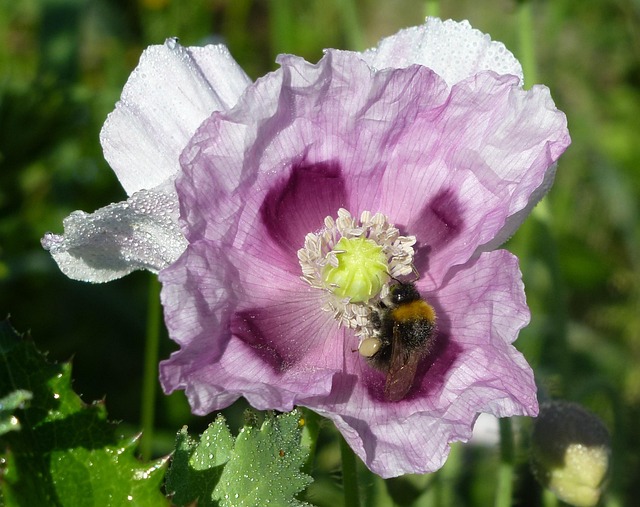 Poppy Bee Honey - Free photo on Pixabay