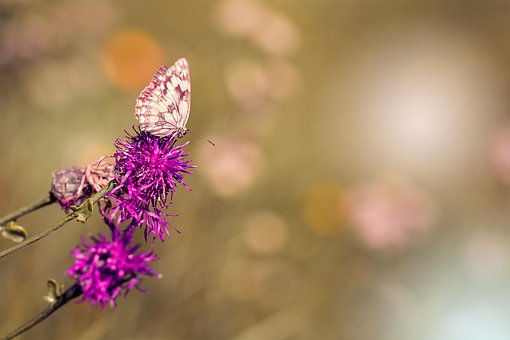 9+ Free Checkerboard-Butterfly & Butterfly Images - Pixabay