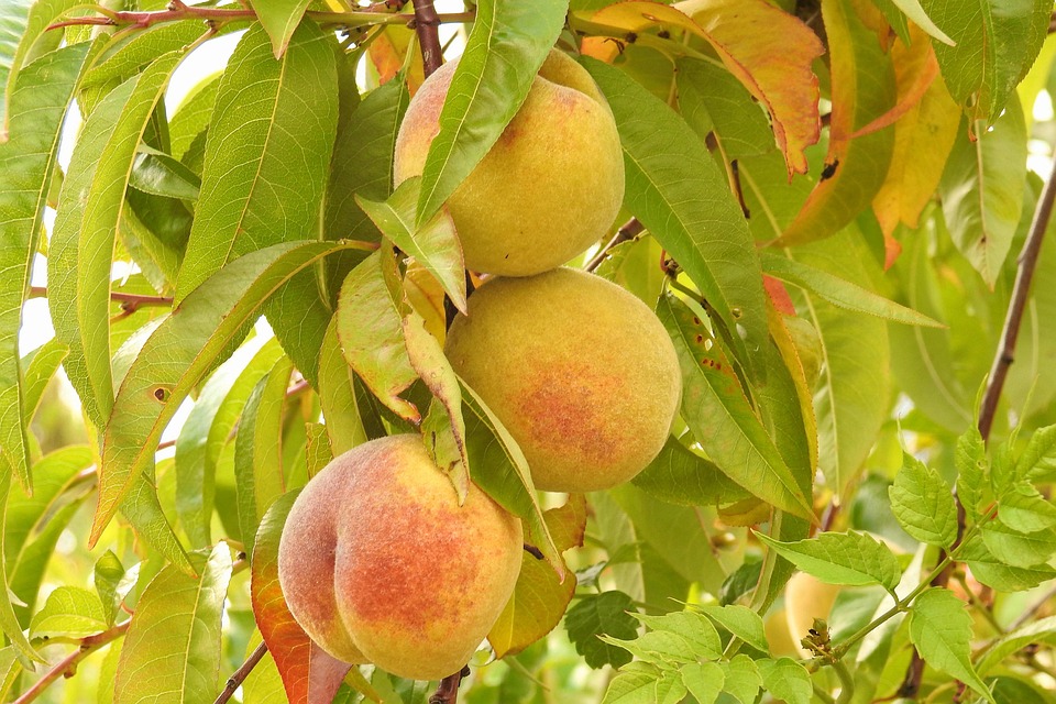 Peaches Pêcher Une Succursale - Photo gratuite sur Pixabay - Pixabay