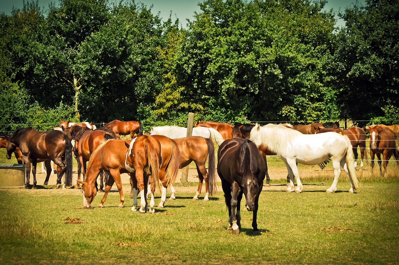 Cavalos Animal Natureza Passeios A - Foto gratuita no Pixabay - Pixabay