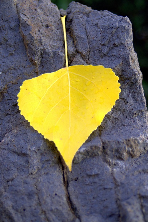 Autumn Sunny Leaf - Free photo on Pixabay - Pixabay
