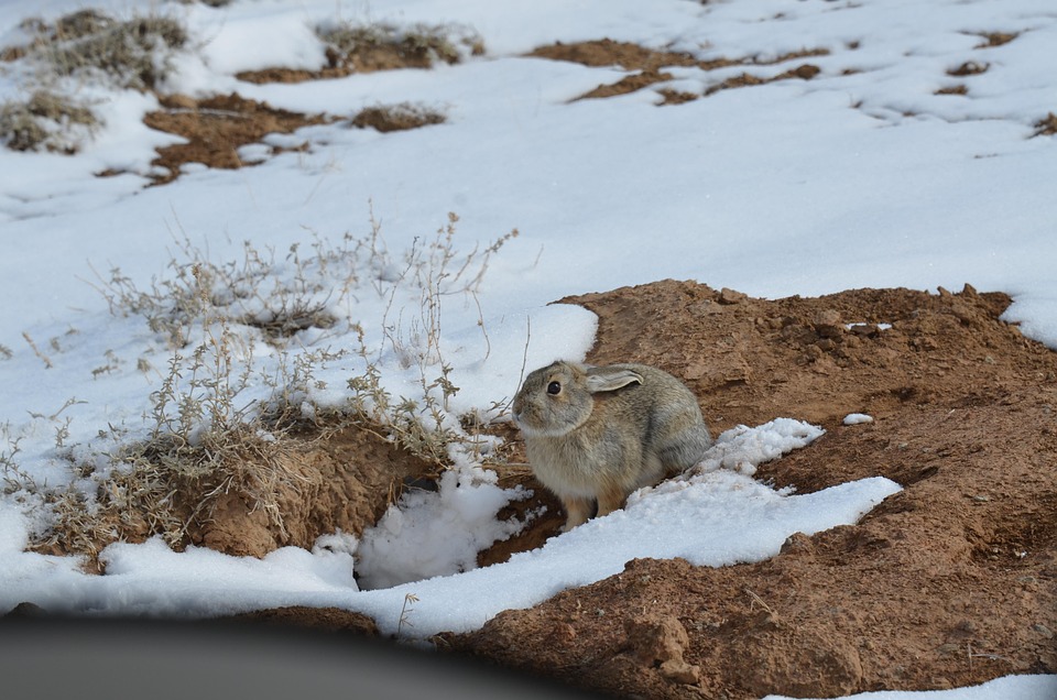 Baumwollschwanzkaninchen Hase Tier - Kostenloses Foto auf Pixabay - Pixabay