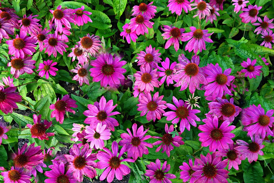 Cone Flower Purple - Free photo on Pixabay