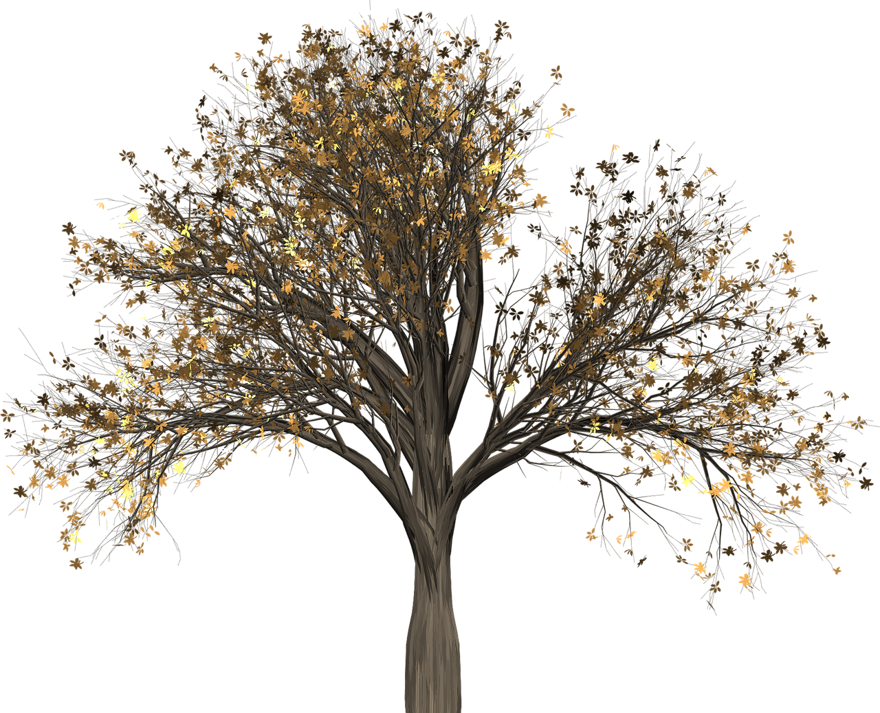 40,000+ Free Elm Trees & Elm Images - Pixabay