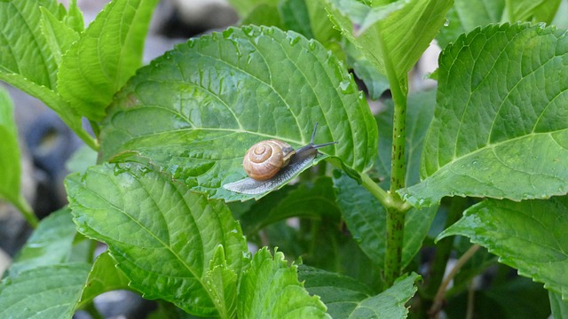 Feuilles Escargot Feuille La - Photo gratuite sur Pixabay - Pixabay