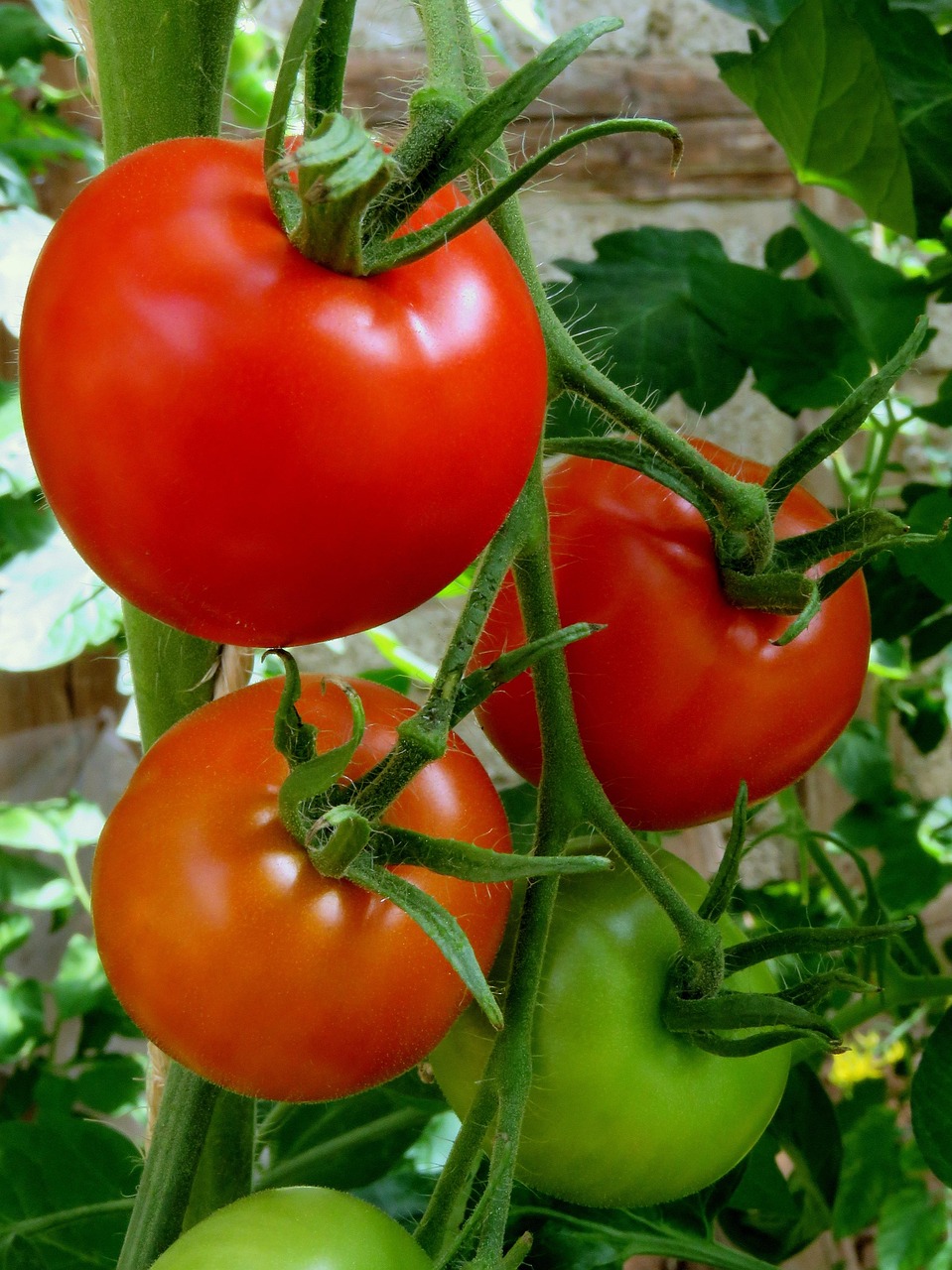 Tomatoes Red Vegetables - Free photo on Pixabay