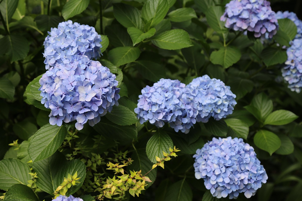Hydrangea Flowers And Plants - Free photo on Pixabay