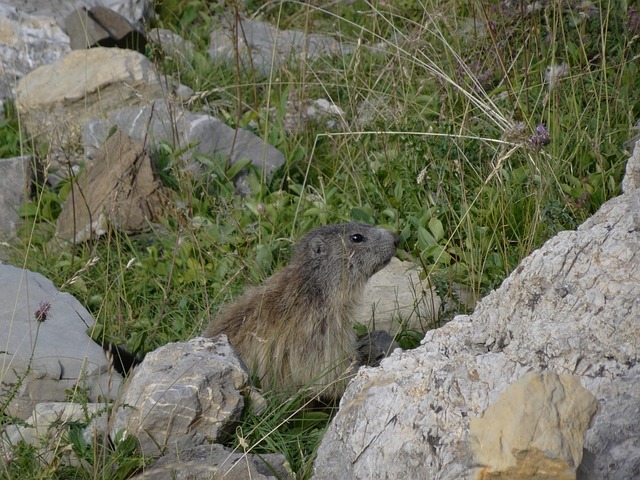 Marmot Gunung Fauna Pegunungan - Foto gratis di Pixabay - Pixabay