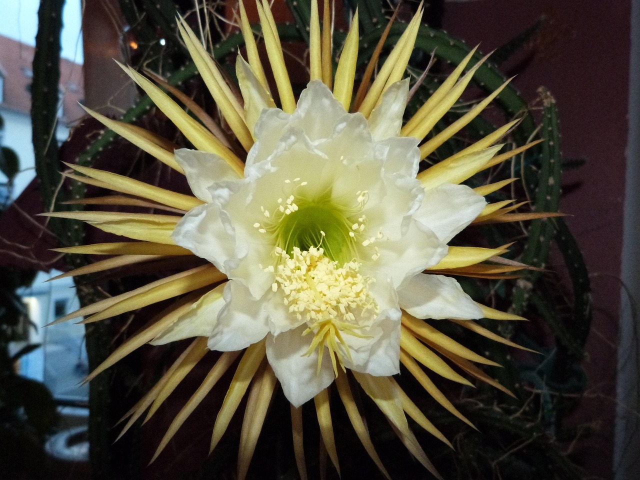 Flor De Cactus Cerrar Planta En - Foto gratis en Pixabay - Pixabay