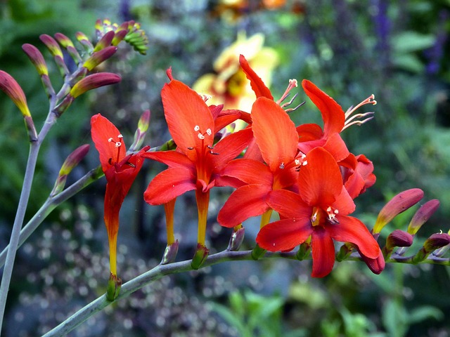 Lily Ornamental Garden Orange - Free photo on Pixabay - Pixabay