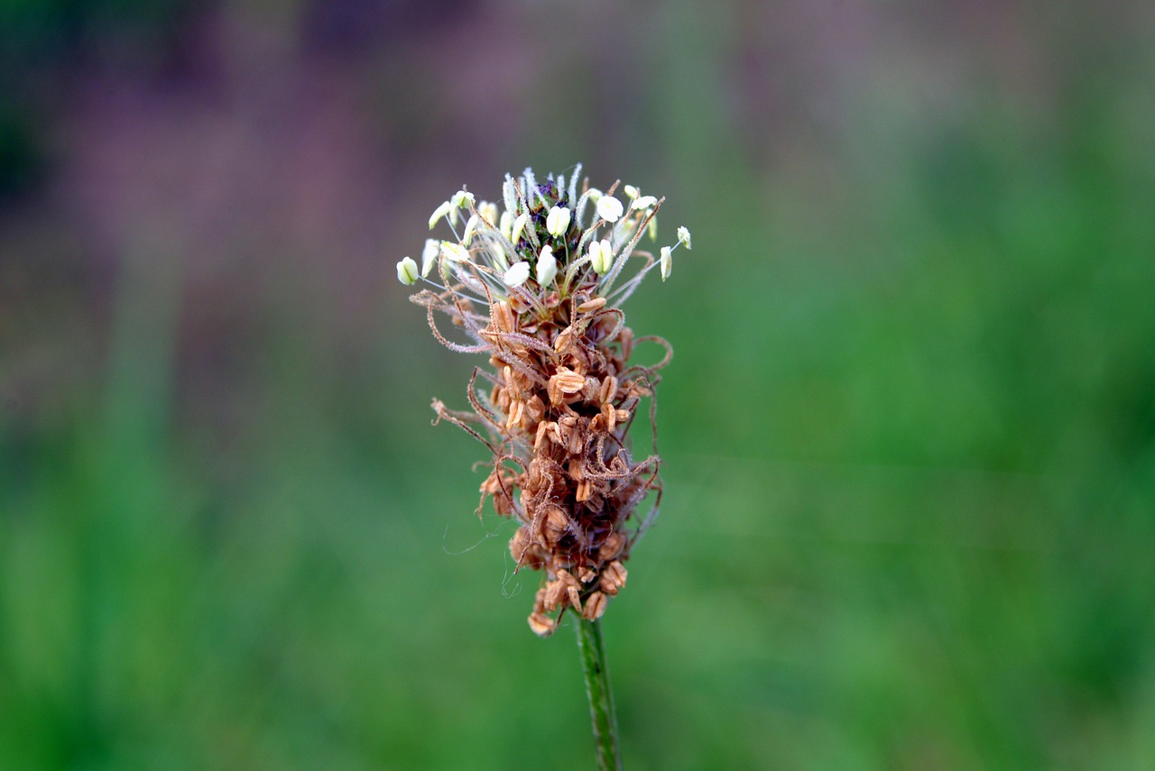 Narrow-Leaved Plantain Flower - Free photo on Pixabay - Pixabay