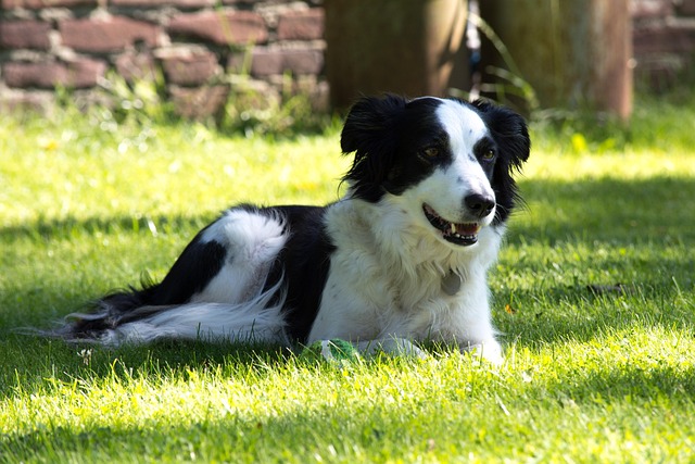 Dog Outside Grass - Free photo on Pixabay - Pixabay