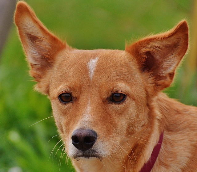 Cachorro Bege Pelagem - Foto gratuita no Pixabay - Pixabay