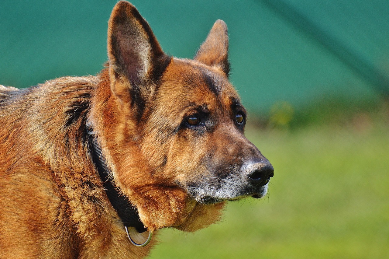 90+ Free The Good Shepherd & Good Shepherd Images - Pixabay