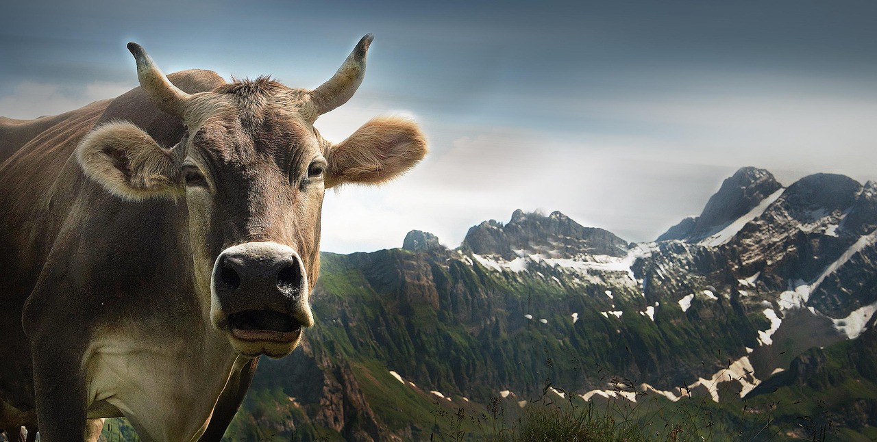9,000+ Free Cow & Nature Photos - Pixabay