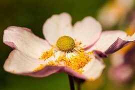 Free photo: Anemone, Fall Anemone, Garden Plant - Free Image on Pixabay ...