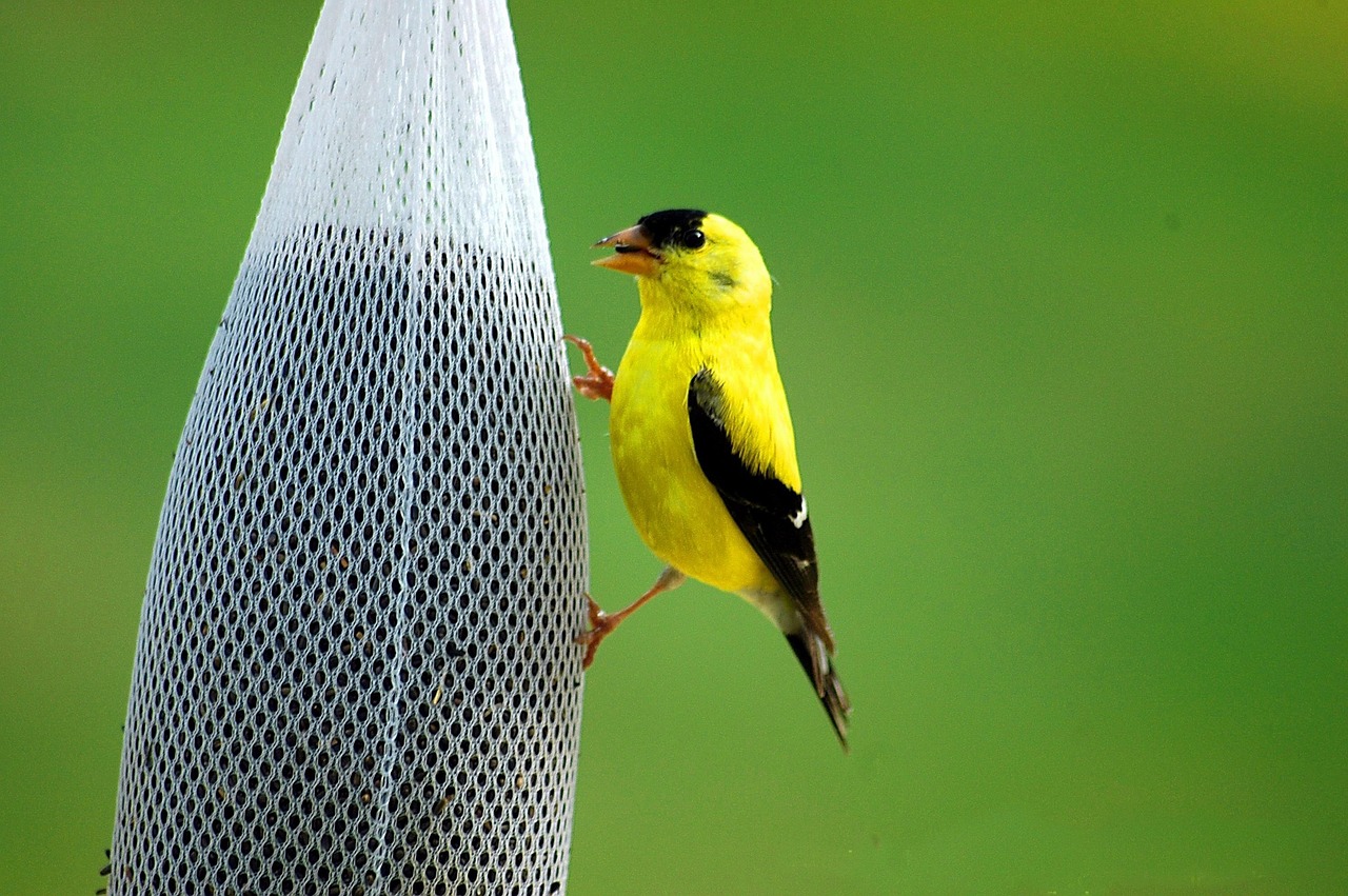 Golden Finch Bird Avian - Free photo on Pixabay - Pixabay