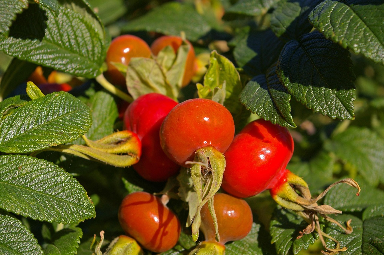 Wildrose Bauernrose Kartoffelrose - Kostenloses Foto auf Pixabay
