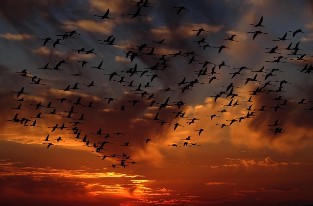 Flamingos Swarm Birds - Free photo on Pixabay