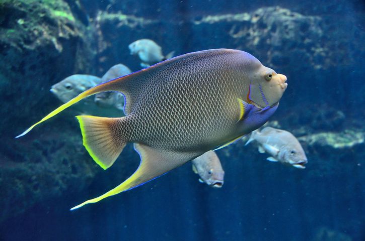 300+ Free Scuba Diving & Scuba Images