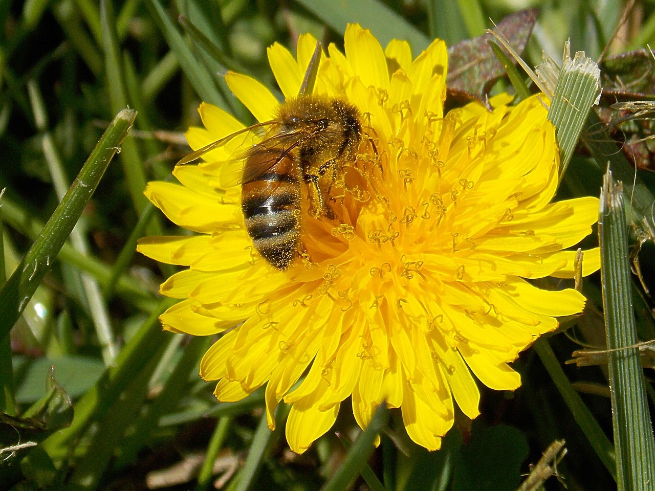 Honey Bee Dandelion Pollen - Free photo on Pixabay - Pixabay