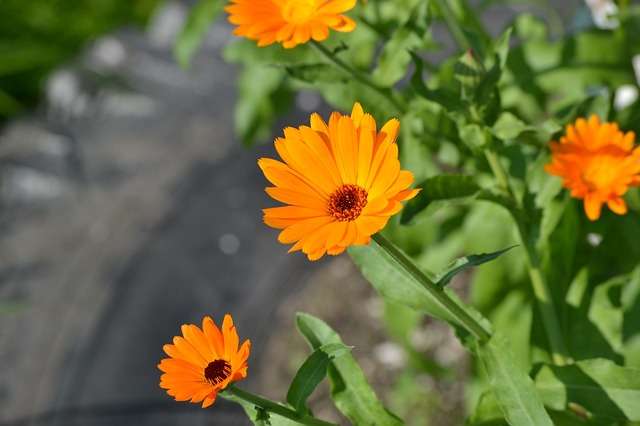 Fleurs De Jardin Calendula - Photo gratuite sur Pixabay - Pixabay