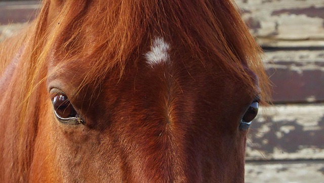 Pferd Pferde Pferdekopf - Kostenloses Foto auf Pixabay - Pixabay