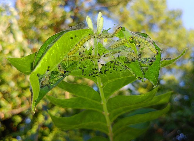 20+ Free Silk Worm & Silkworm Images - Pixabay