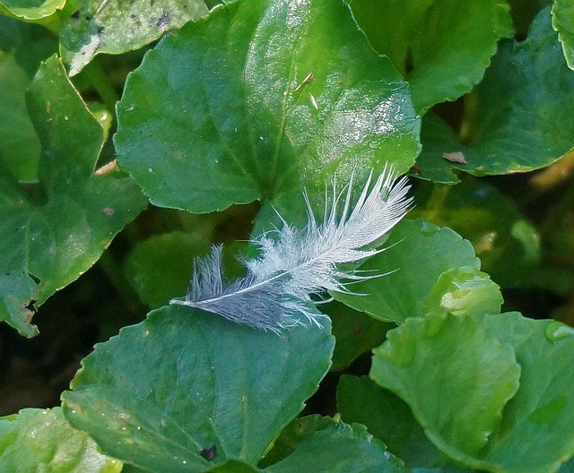 Feather Leaves Gray - Free photo on Pixabay