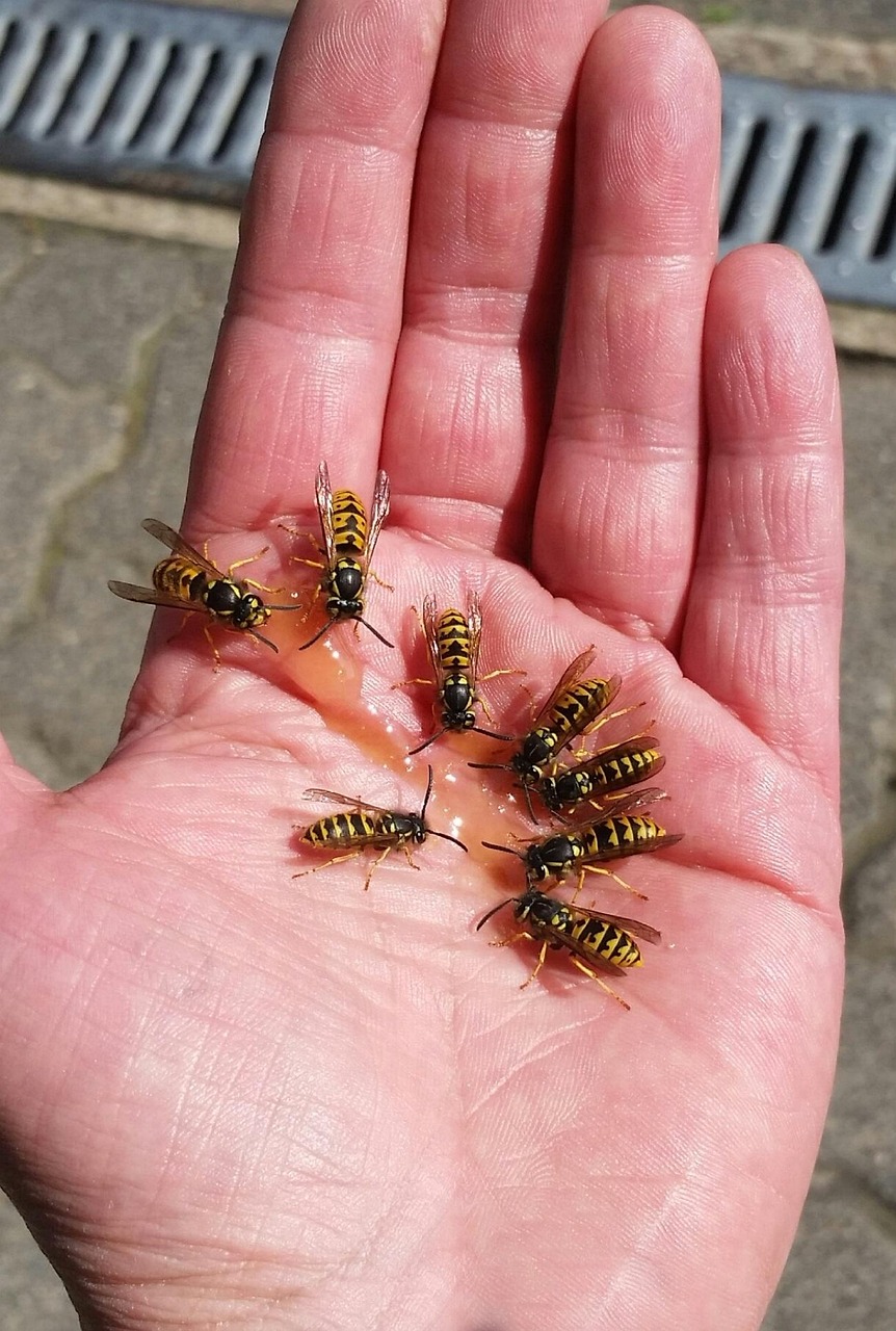 Wasps Hand Insects - Free photo on Pixabay - Pixabay