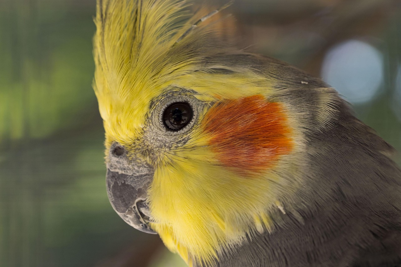Puppy Parakeet Nymphicus - Free photo on Pixabay - Pixabay