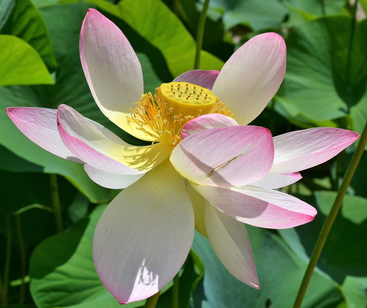 Desenho De Nelumbo Nucifera Nelumbo Nucifera