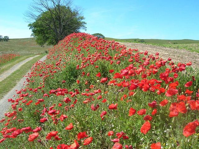 100+ kostnadsfria bilder med Svensk Sommar och Sommar - Pixabay
