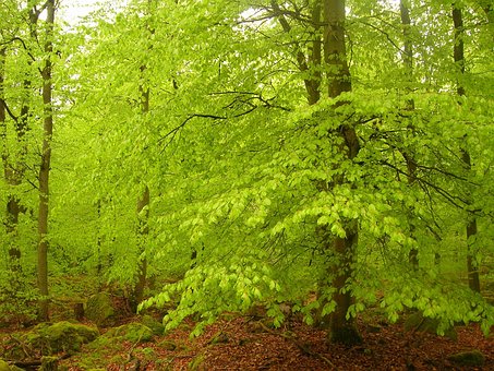 20+ kostenlose Buchenbaum & Wald Fotos - Pixabay