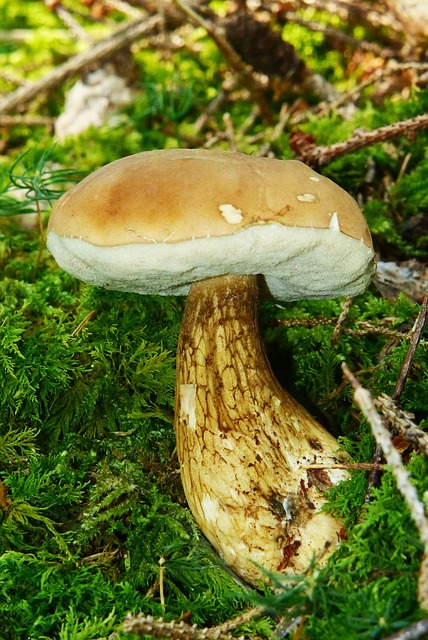 Tube Biliaire Champignon Bolet - Photo gratuite sur Pixabay