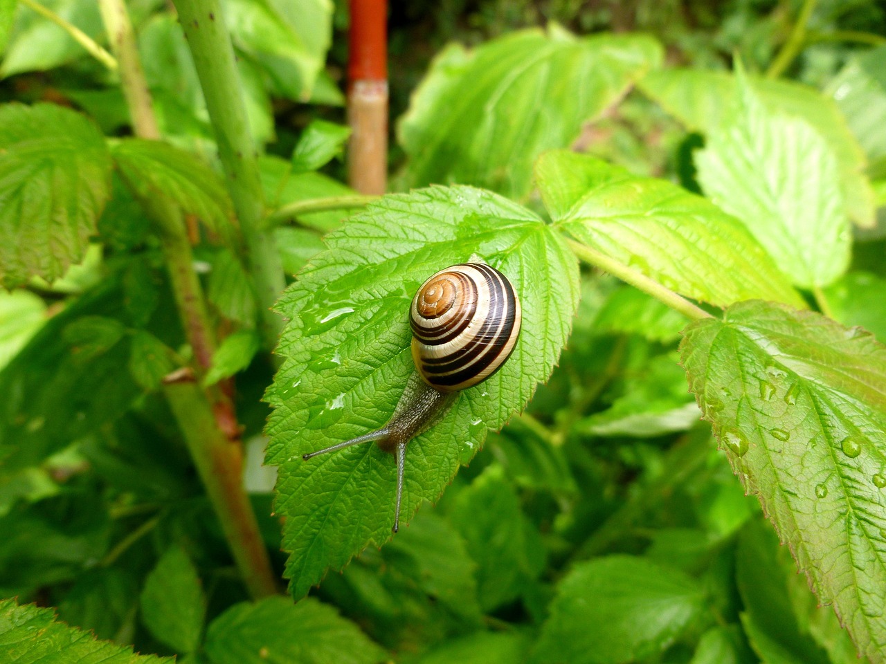 Petit Animal Invertébré Escargot - Photo gratuite sur Pixabay - Pixabay