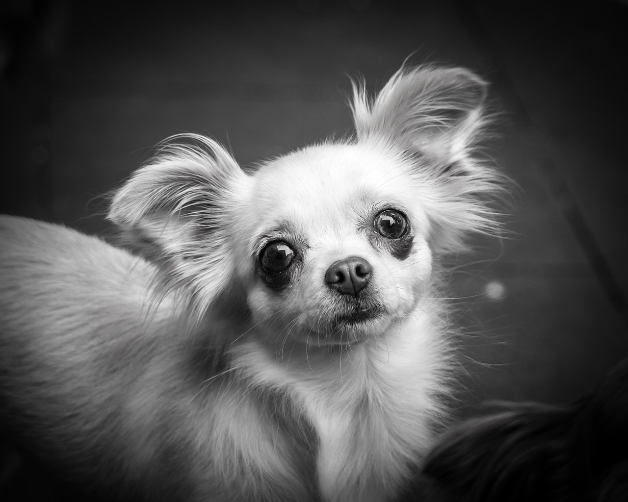 Chihuahua Perro Chiwawa - Foto gratis en Pixabay - Pixabay